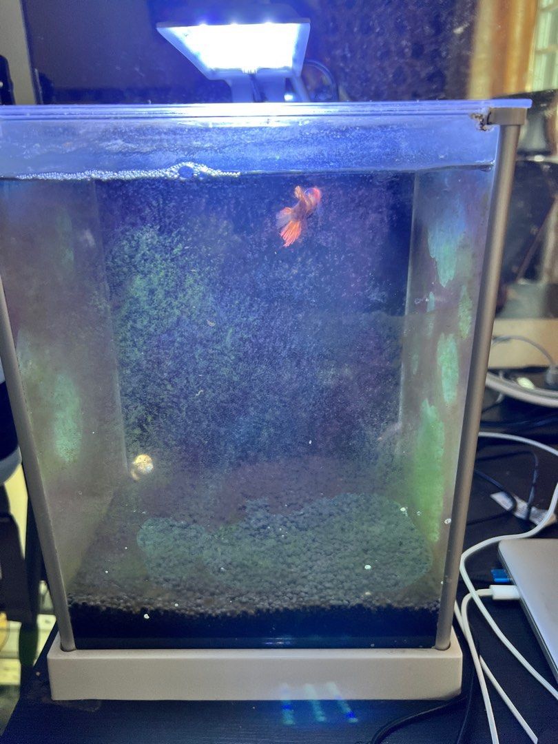 Fluval 10l fish tank, Pet Supplies, Homes & Other Pet Accessories on ...