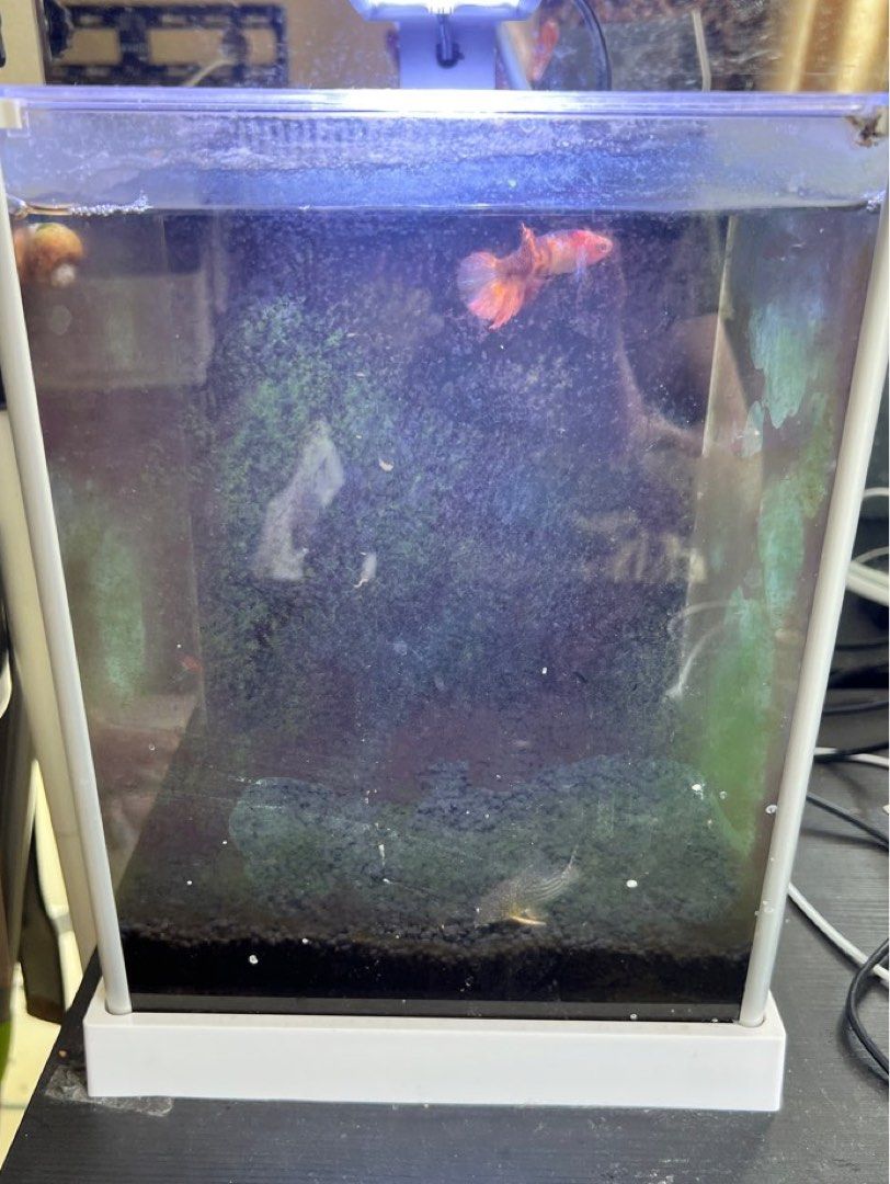 Fluval 10l fish tank, Pet Supplies, Homes & Other Pet Accessories on ...
