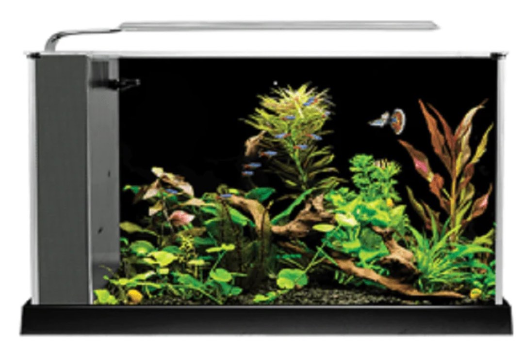 Fluval Spec 19l tank, Pet Supplies, Homes & Other Pet Accessories on ...