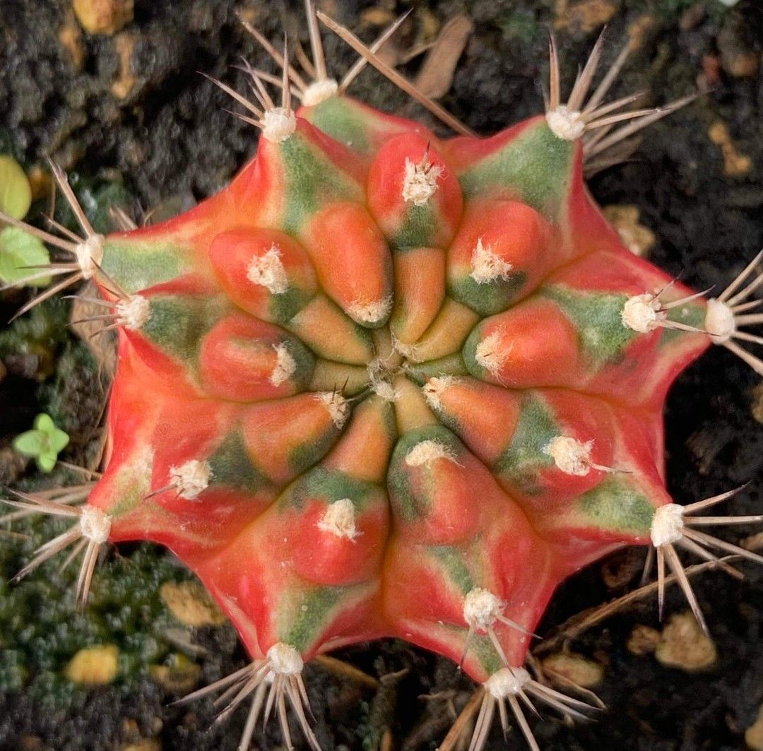 Sepia B gymnocalycium gymno, Furniture & Home Living, Gardening, Plants ...