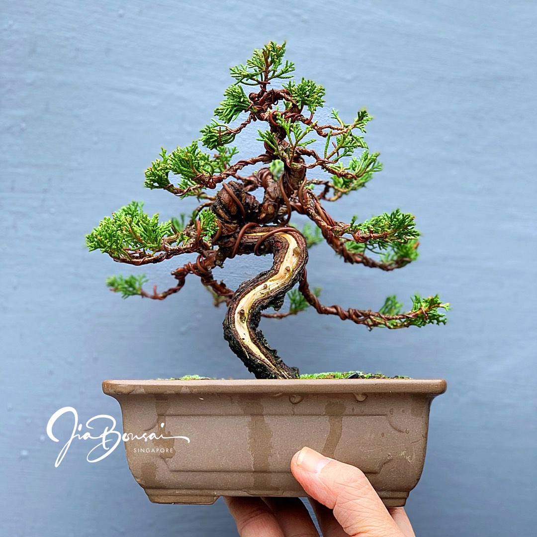 Beginners Japanese Shimpaku Bonsai, Furniture & Home Living, Gardening ...