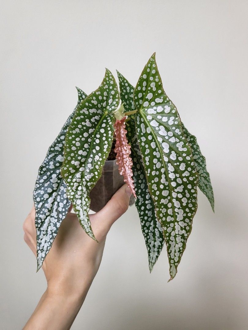 Begonia White Ice, Furniture & Home Living, Gardening, Plants & Seeds ...