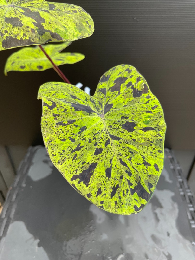 Colocasia Mojito, Furniture & Home Living, Gardening, Plants & Seeds on ...