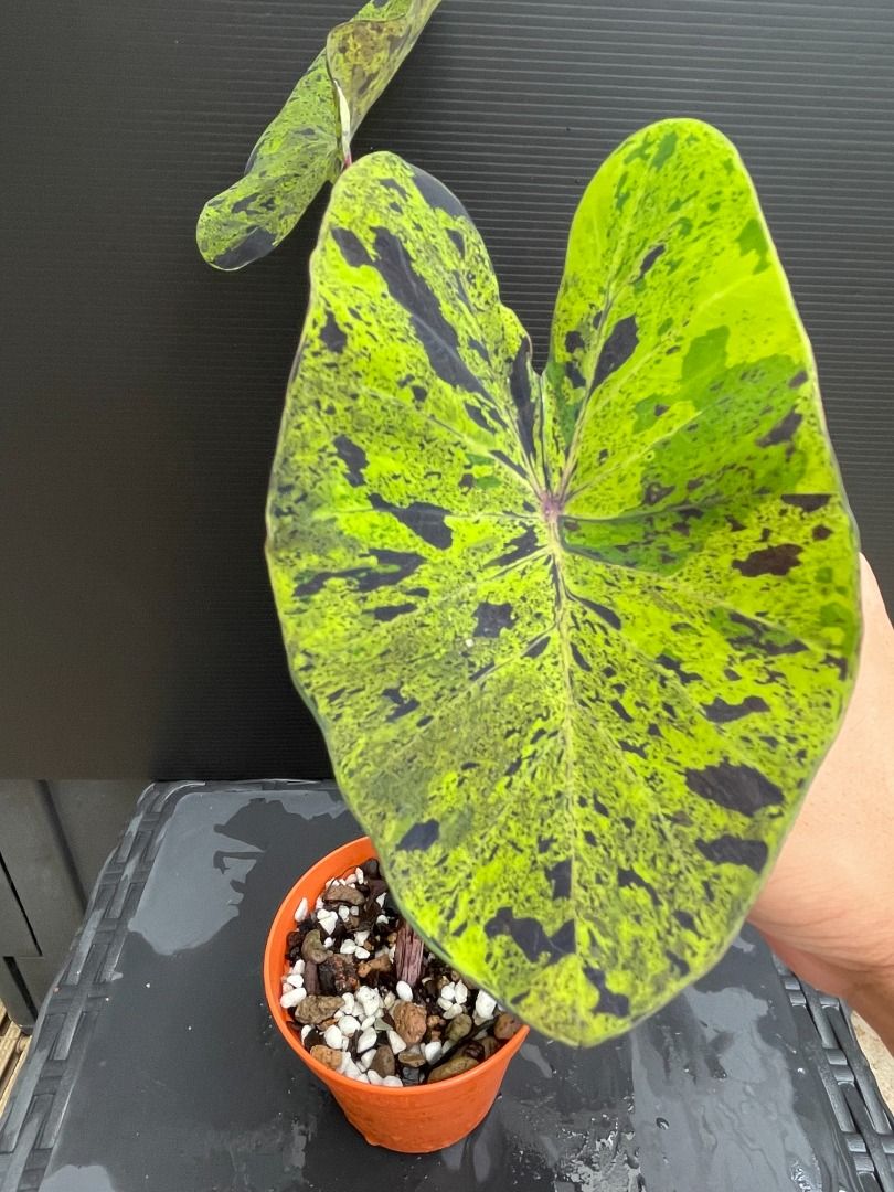 Colocasia Mojito, Furniture & Home Living, Gardening, Plants & Seeds on ...