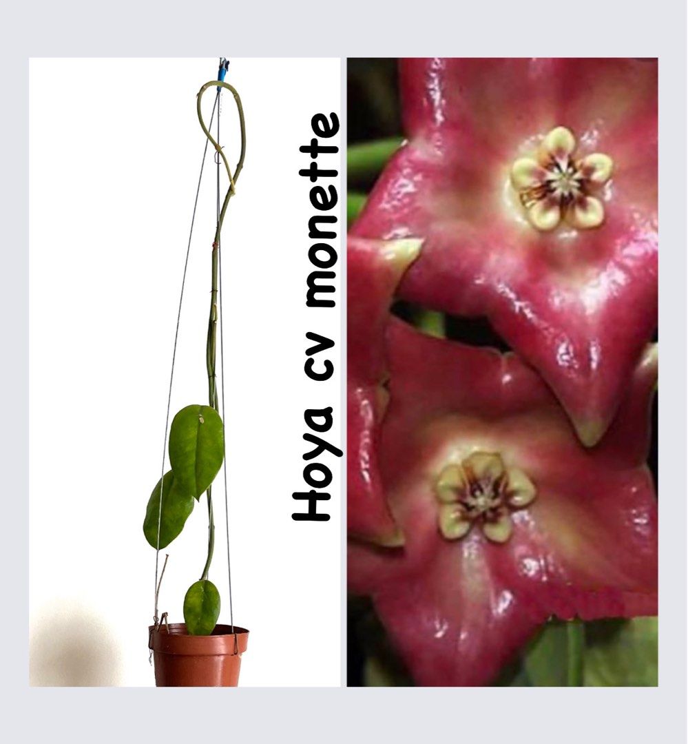 HOYA CV MONETTE - $10, Furniture & Home Living, Gardening, Plants ...