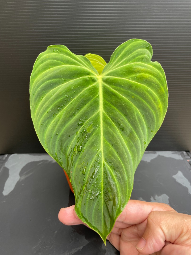 Philodendron Splendid, Furniture & Home Living, Gardening, Plants ...