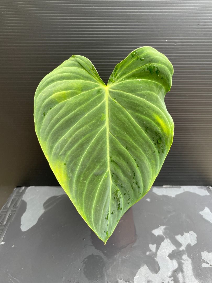 Philodendron Splendid, Furniture & Home Living, Gardening, Plants ...