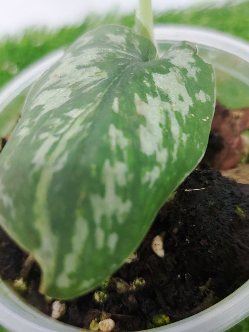 Scindapsus paraluman, Furniture & Home Living, Gardening, Plants ...