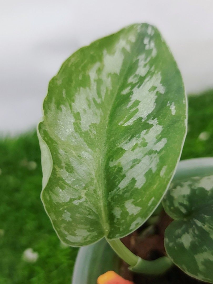 Scindapsus paraluman, Furniture & Home Living, Gardening, Plants ...