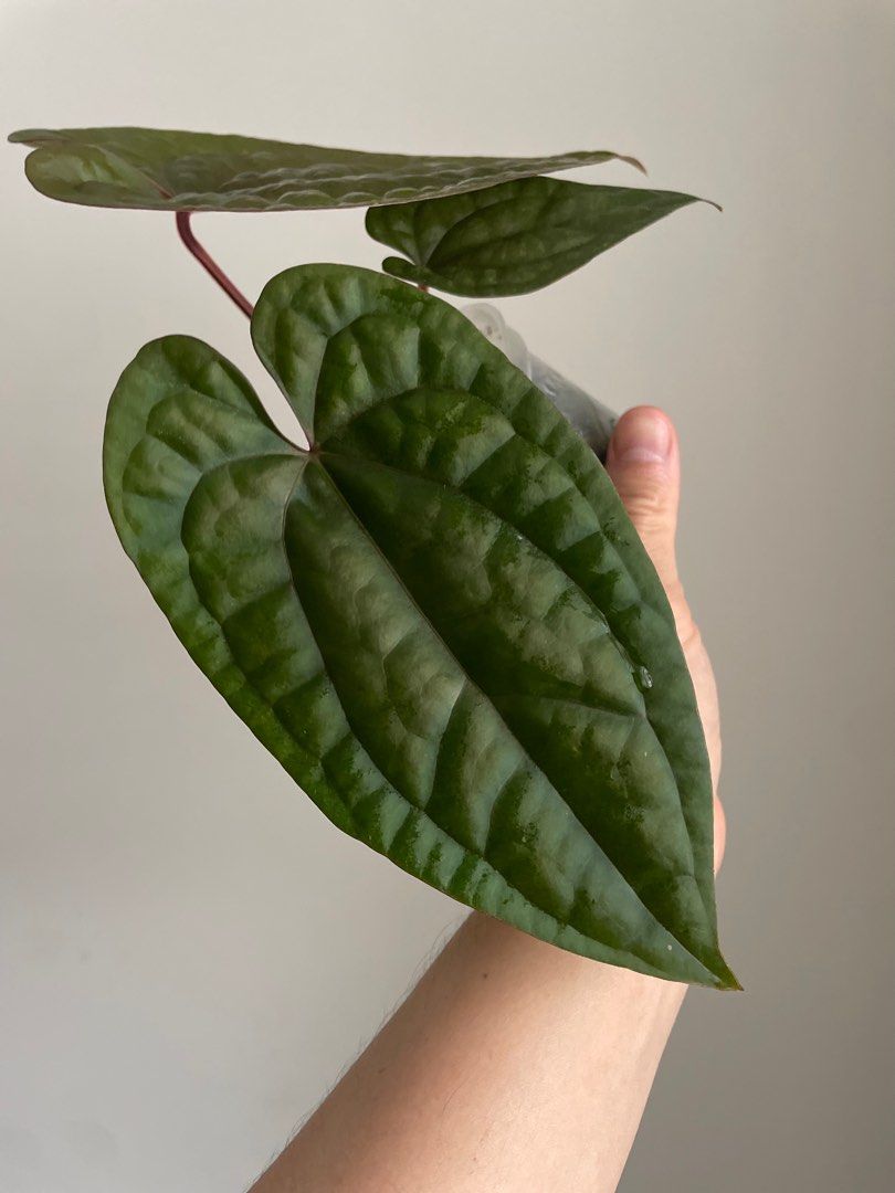 Anthurium aces of spades x luxurians - aos x lux, Furniture & Home ...