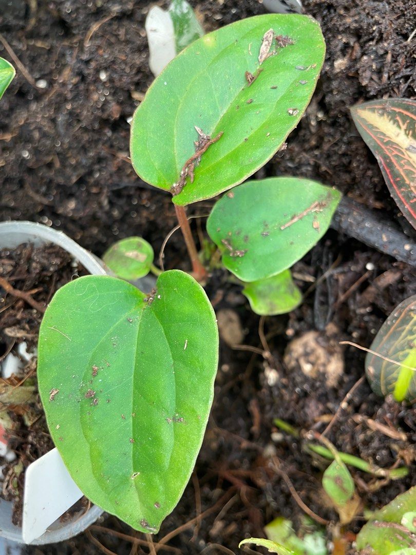 Anthurium aces of spades x luxurians - aos x lux, Furniture & Home ...