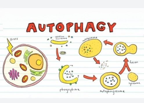 Autophagy Science (Self Healing), Health & Nutrition, Health ...
