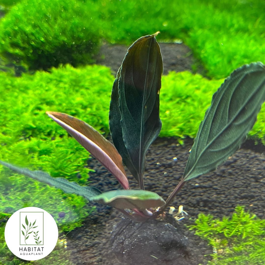 Bucep Skeleton King (Dark Achilles) Fresh Live Aquarium Aquatic Plants ...