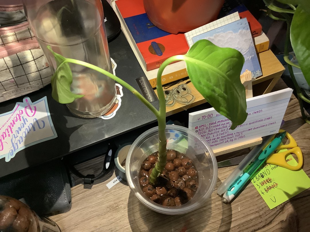 [FREE PLANTS] Reverted Marble Queen, Furniture & Home Living, Gardening ...