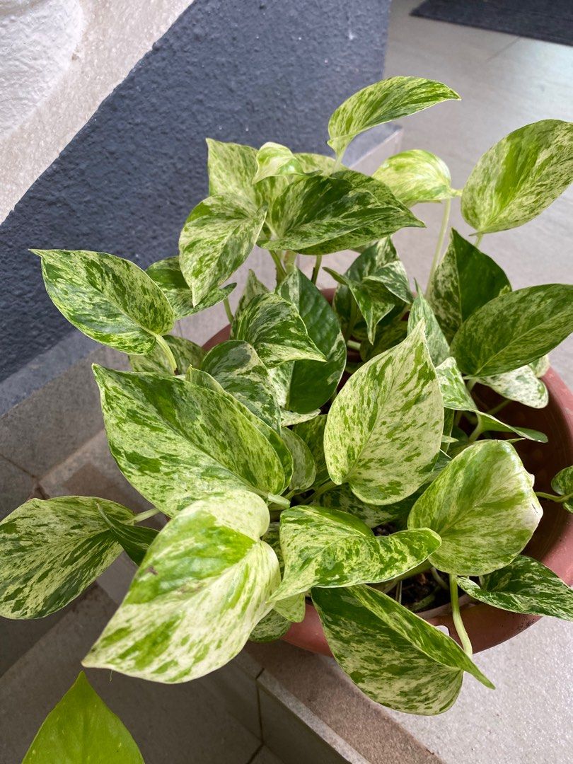 Pothos Neon / Marble Queen, Furniture & Home Living, Gardening, Plants ...