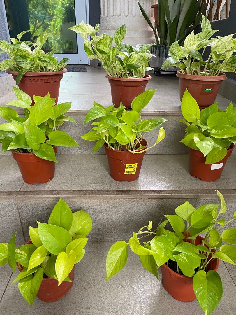 Pothos Neon / Marble Queen, Furniture & Home Living, Gardening, Plants ...
