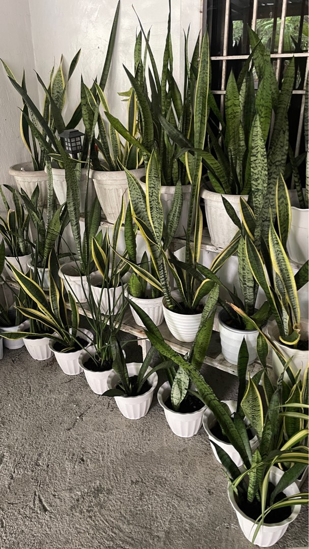 Snake plants white pot, Furniture & Home Living, Gardening, Plants ...