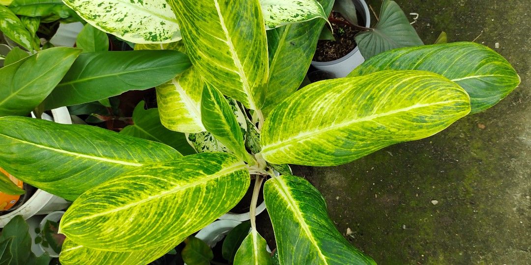 Sundrop Aglao, Furniture & Home Living, Gardening, Plants & Seeds on ...