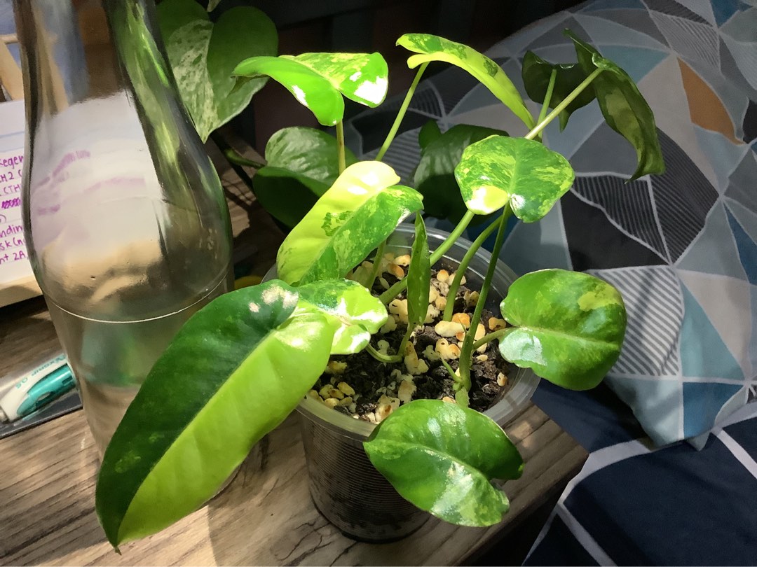 [ONLY 1 LEFT] Variageted Philo. Burle Marx, Furniture & Home Living ...