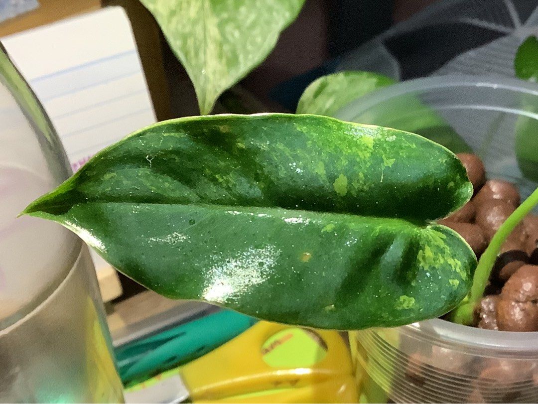 [ONLY 1 LEFT] Variageted Philo. Burle Marx, Furniture & Home Living ...