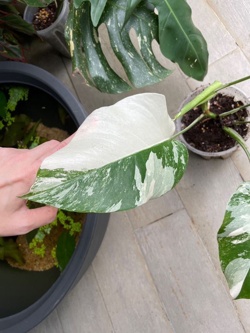 Variegated Monstera Albo Borsigiana, Furniture & Home Living, Gardening ...