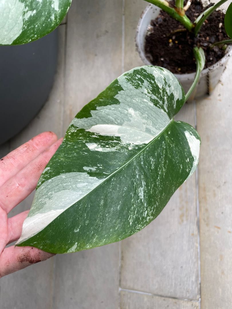 Variegated Monstera Albo Borsigiana, Furniture & Home Living, Gardening ...