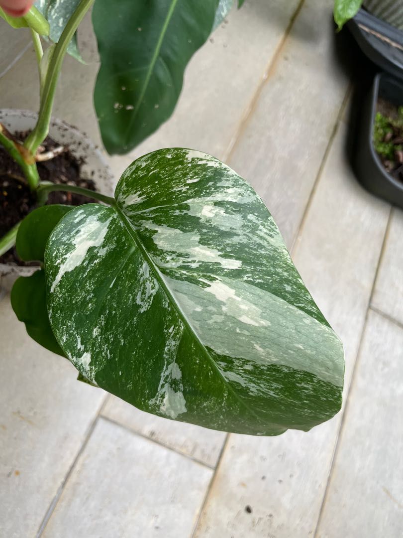 Variegated Monstera Albo Borsigiana, Furniture & Home Living, Gardening ...