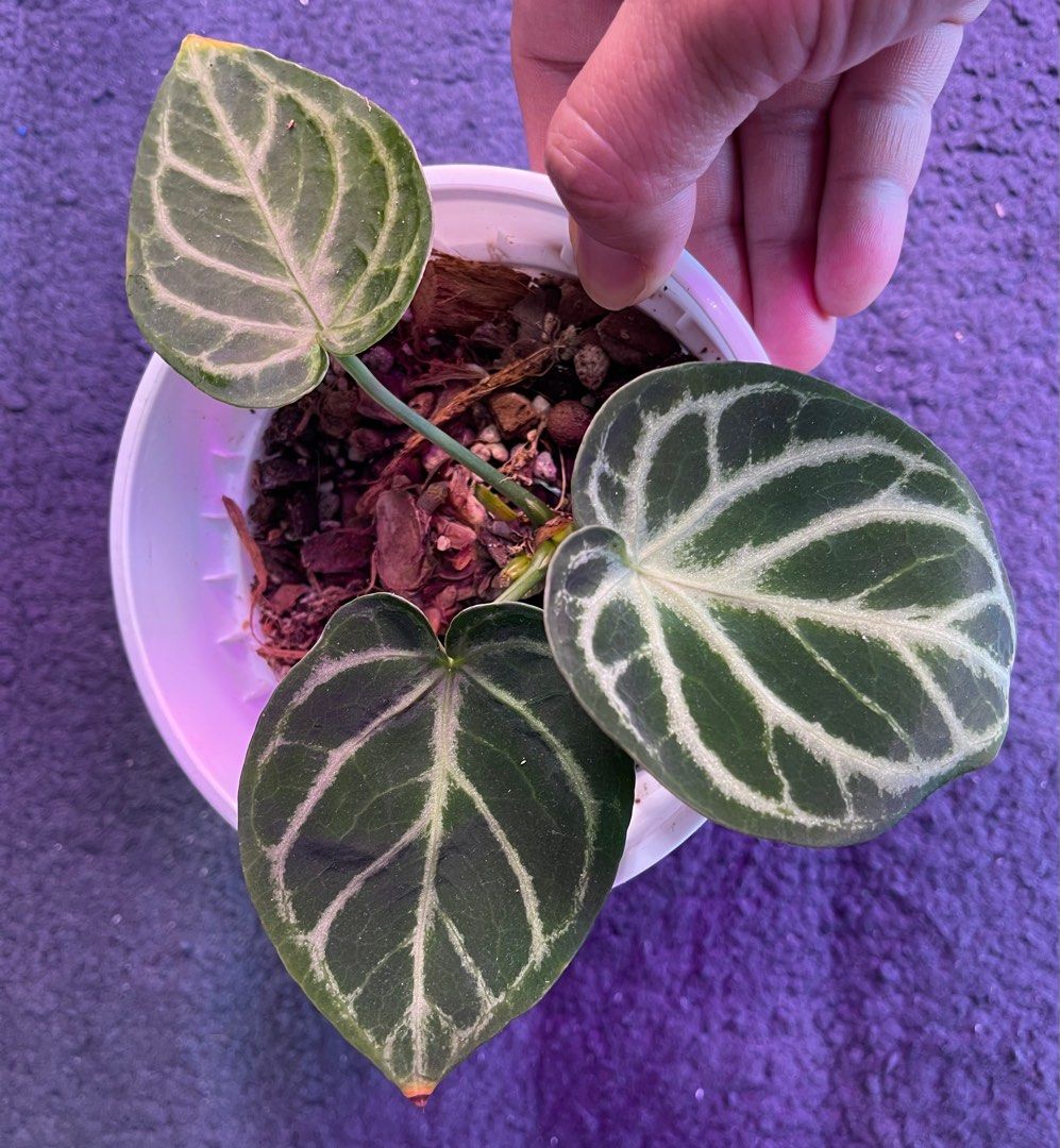 Anthurium Dorayaki Silver, Furniture & Home Living, Gardening, Plants ...