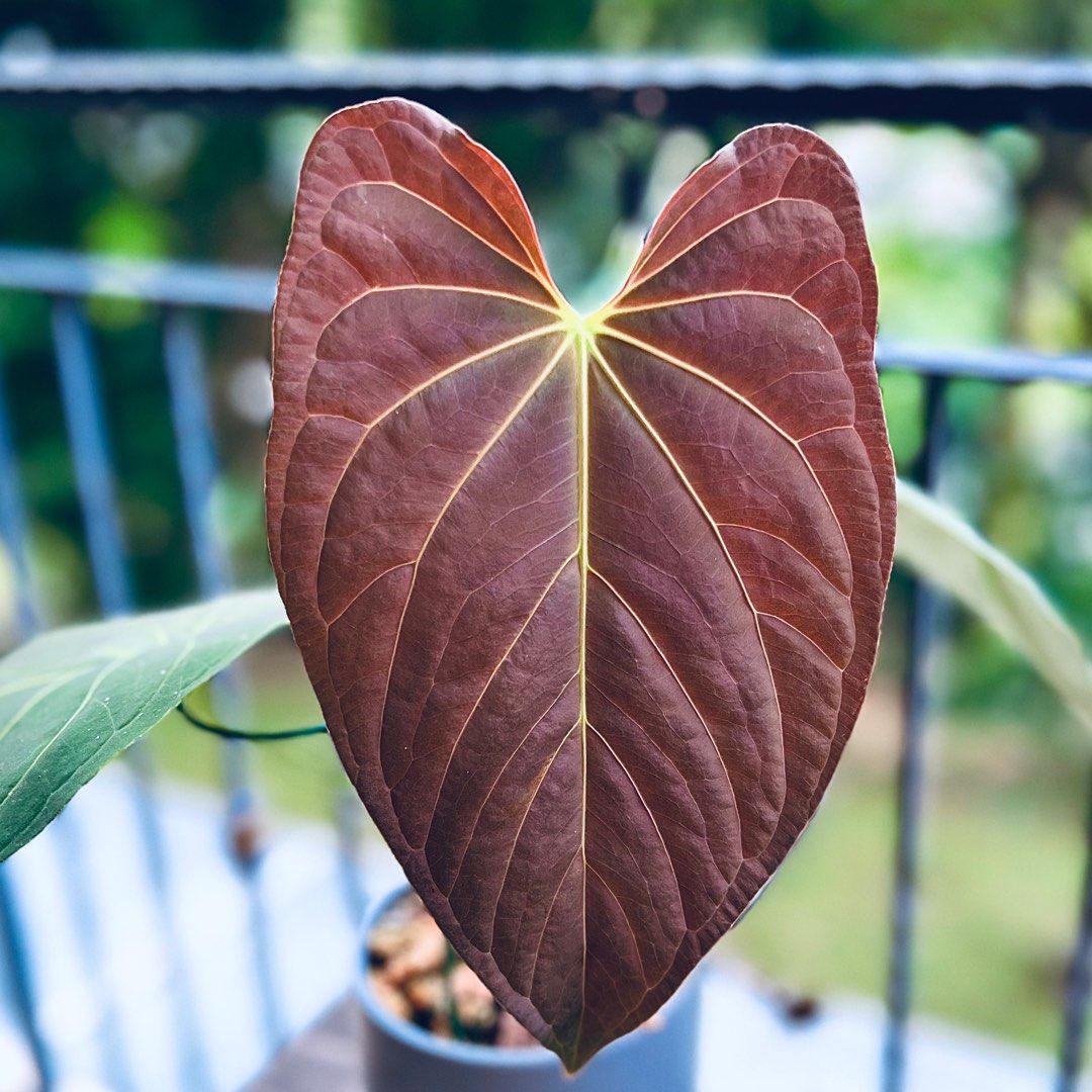 Anthurium Papillilaminum (hybrid), Furniture & Home Living, Gardening ...