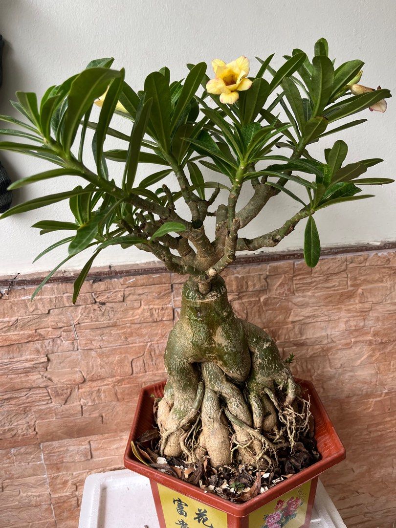 Big caudex adenium with yellow flower, Furniture & Home Living ...