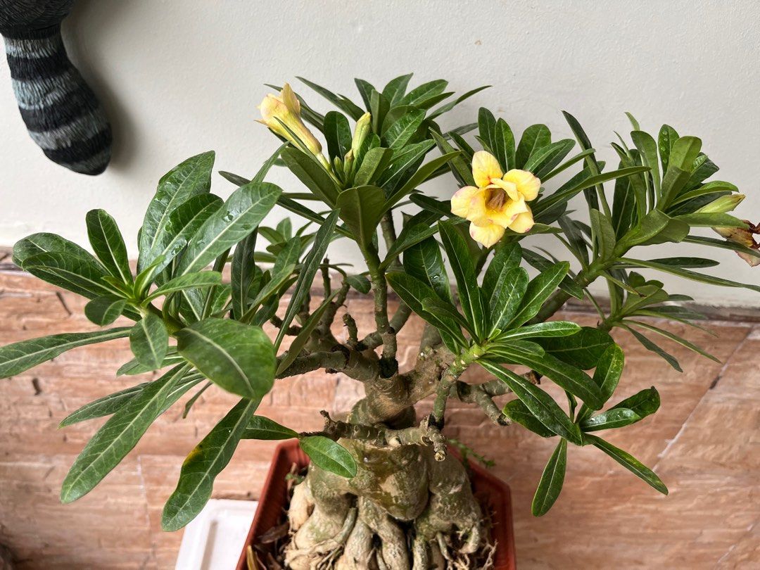 Big caudex adenium with yellow flower, Furniture & Home Living ...