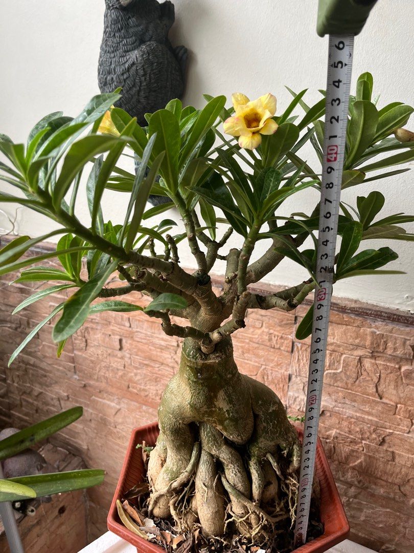 Big caudex adenium with yellow flower, Furniture & Home Living ...