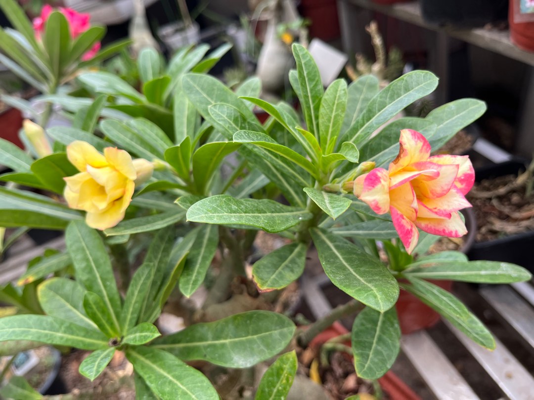 Big caudex adenium with yellow flower, Furniture & Home Living ...