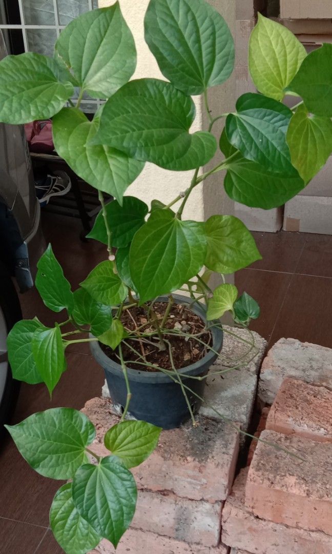 Daun Kadok plant, Furniture & Home Living, Gardening, Plants & Seeds on ...