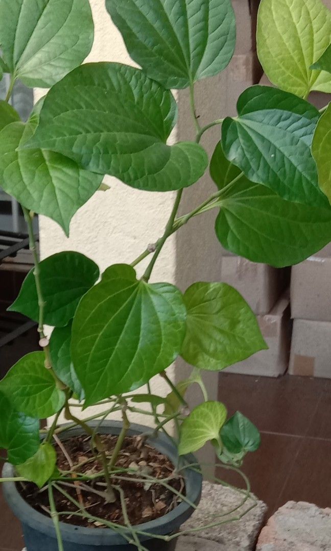 Daun Kadok plant, Furniture & Home Living, Gardening, Plants & Seeds on ...