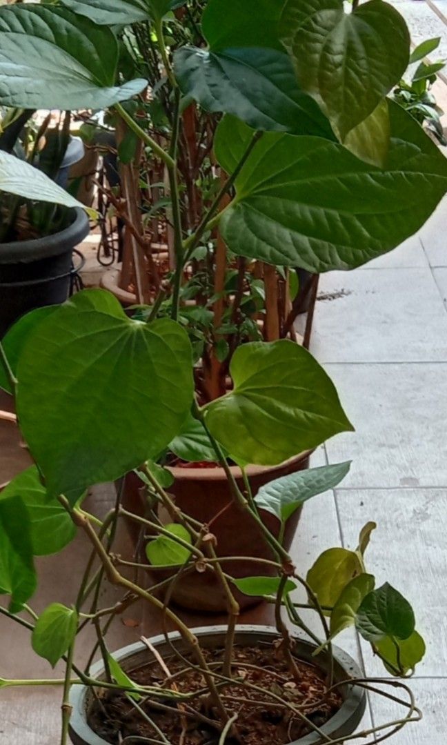 Daun Kadok plant, Furniture & Home Living, Gardening, Plants & Seeds on ...