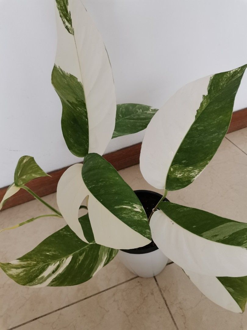 Epipremnum Pinnatum Albo Variegated ( Half-moon ), Furniture & Home ...