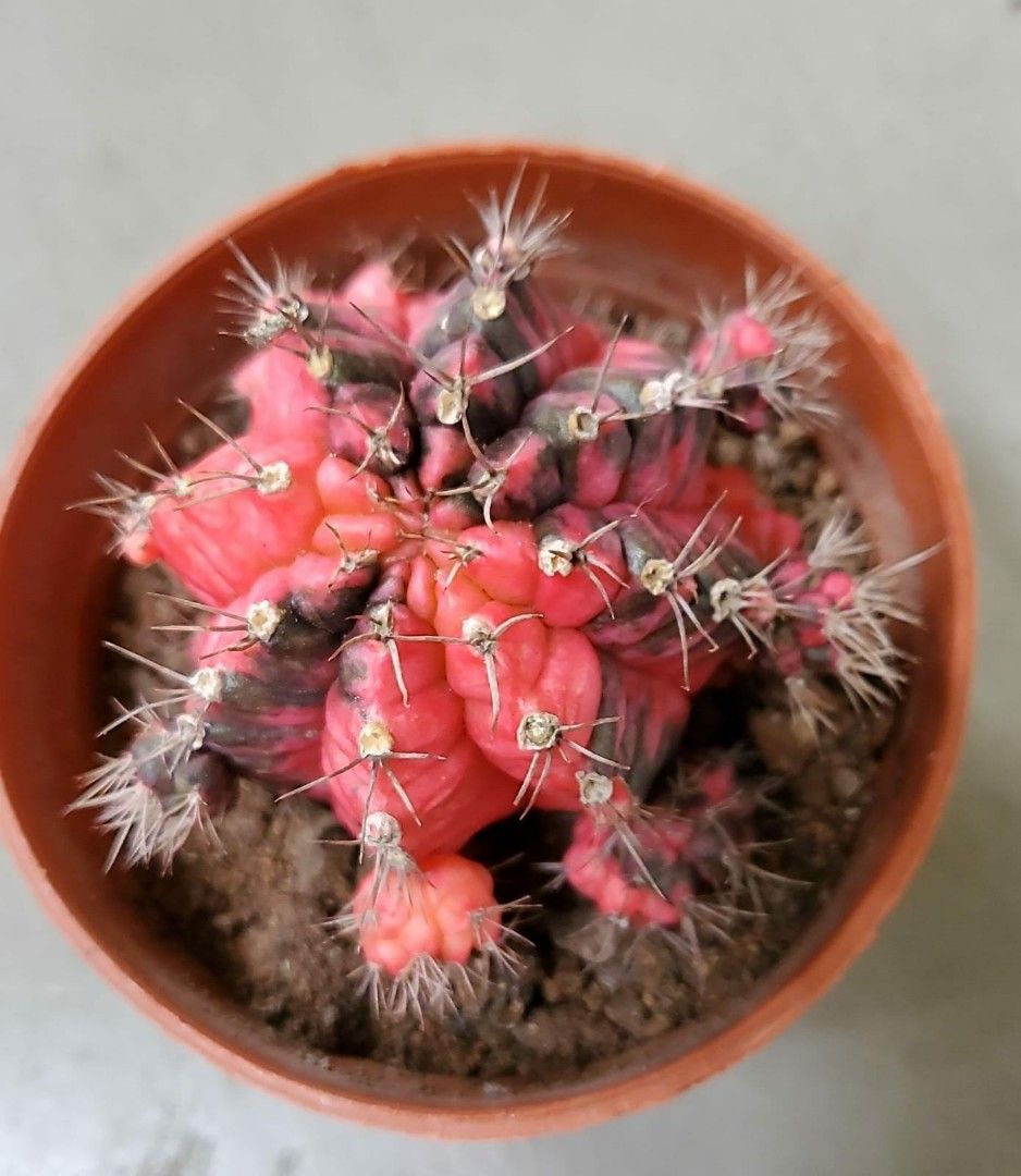 Gymnocalycium Mihanovichi var Friedricho Red Ruby Ball Chin Red ...