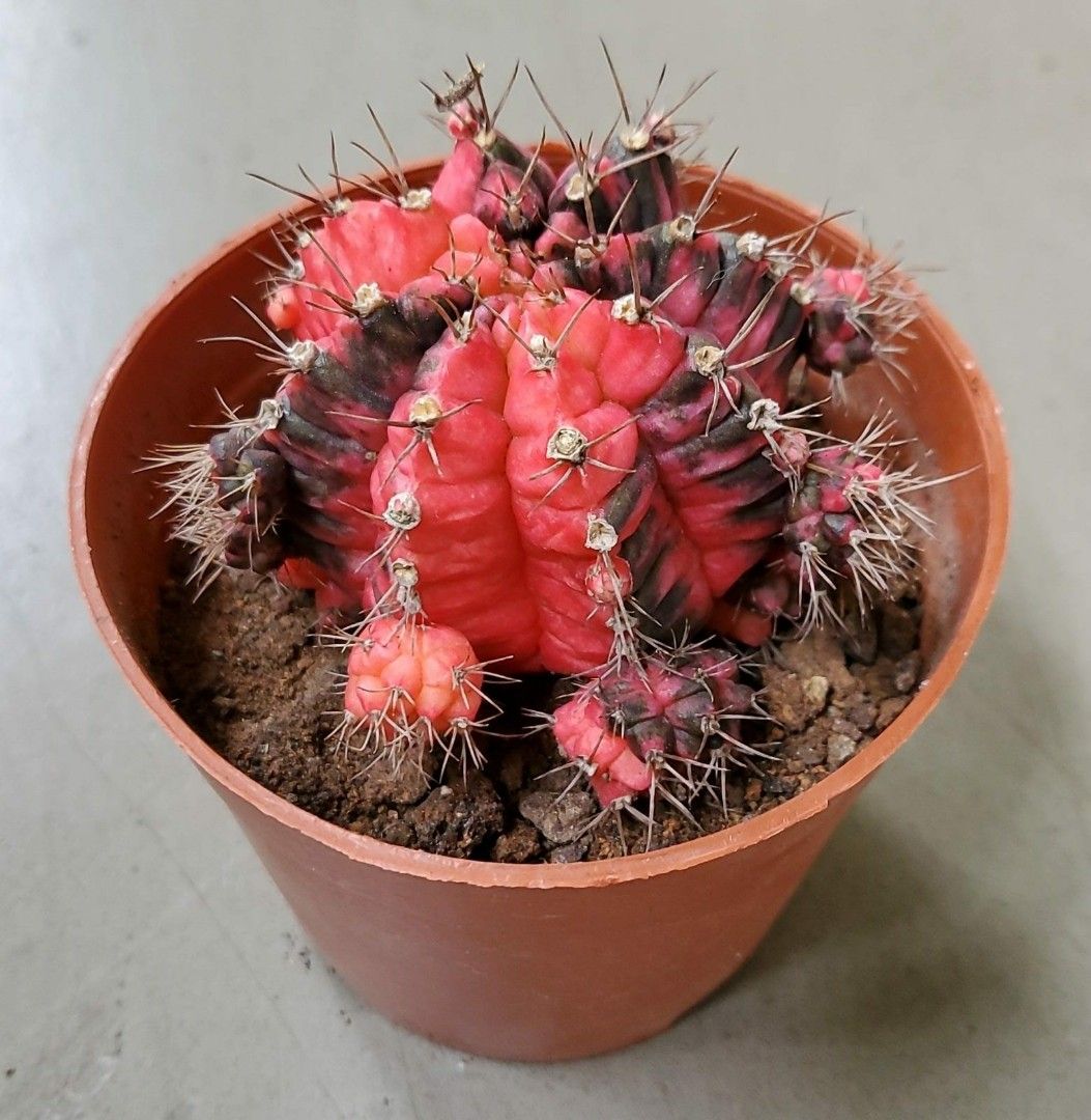 Gymnocalycium Mihanovichi var Friedricho Red Ruby Ball Chin Red ...