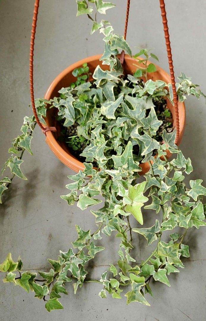 Hedera Helix English Ivy Albo Variegated European Style Hanging plant ...