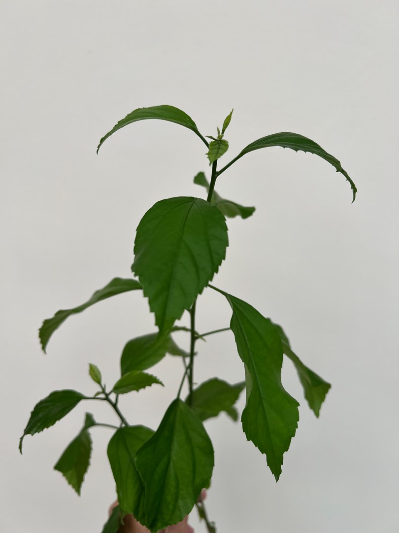 Hibiscus schizopetalus / Spider hibiscus, Furniture & Home Living ...