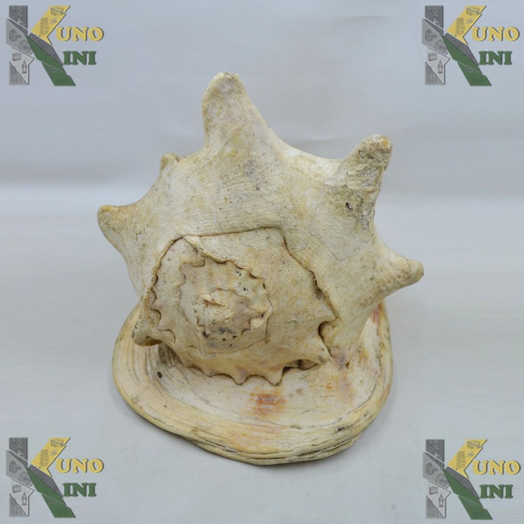 KEONG KERANG RAKSASA 1, Antik, Pajangan di Carousell