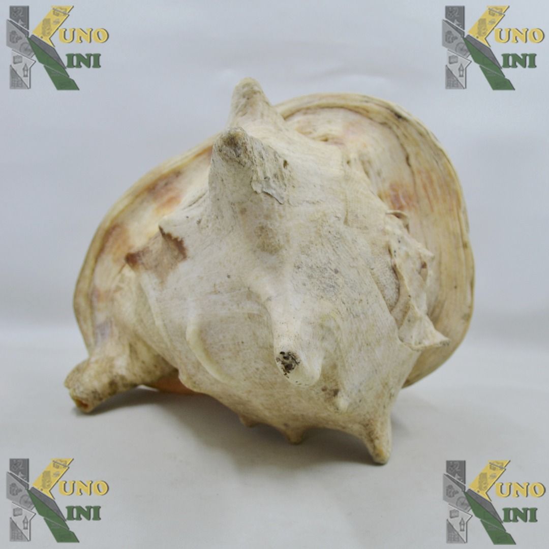 KEONG KERANG RAKSASA 1, Antik, Pajangan di Carousell