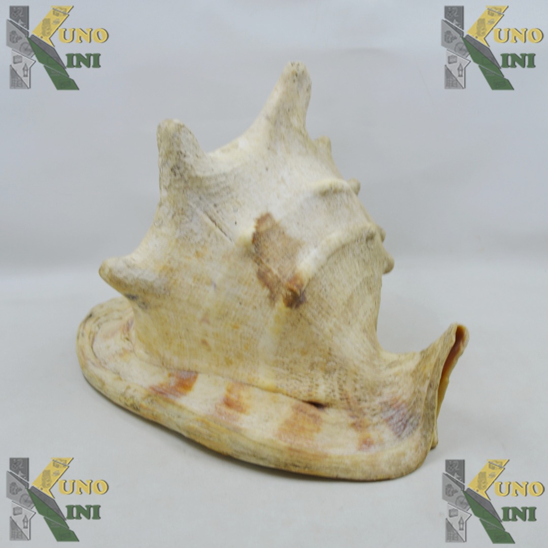 KEONG KERANG RAKSASA 1, Antik, Pajangan di Carousell