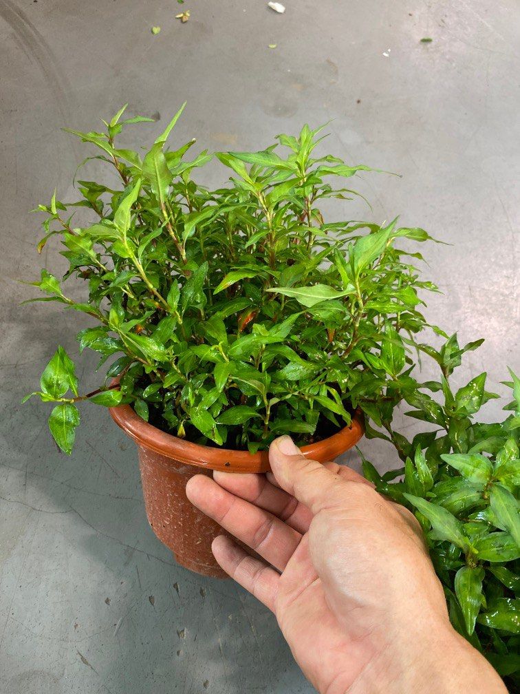 Laksa/Kesum (Herbs) plant $8 each, Furniture & Home Living, Gardening ...
