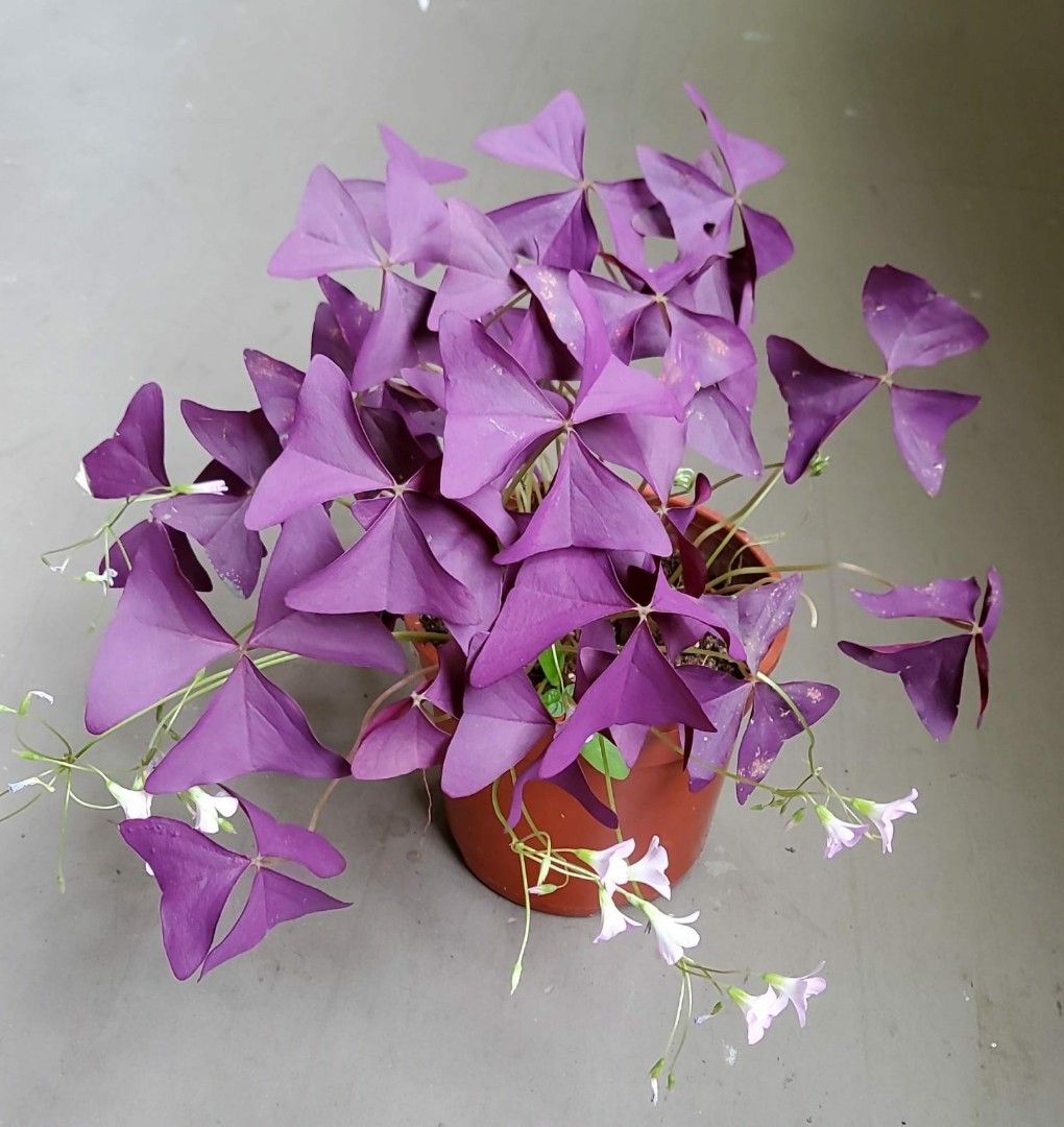 Oxalis Latifolia Broadleaf Woodsorrei Fish Tail Oxalis Mexican ...