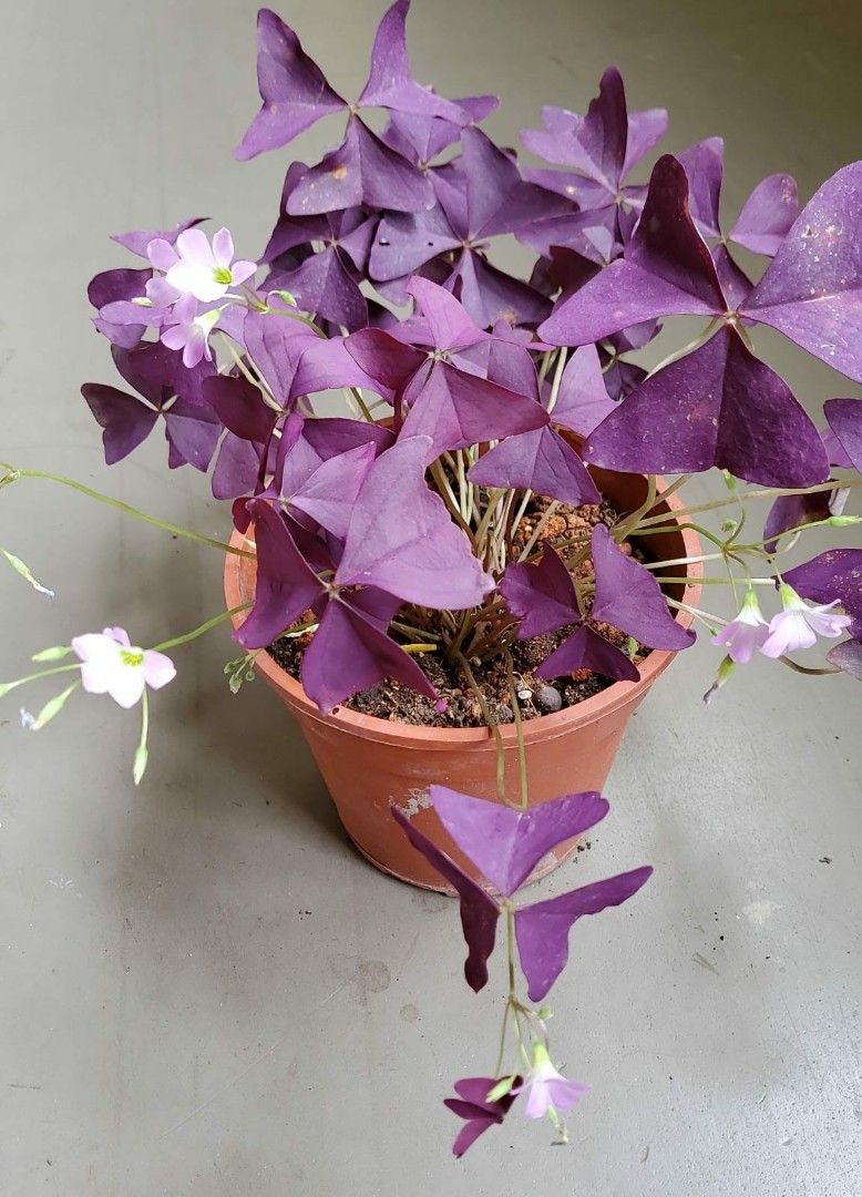 Oxalis Latifolia Broadleaf Woodsorrei Fish Tail Oxalis Mexican ...