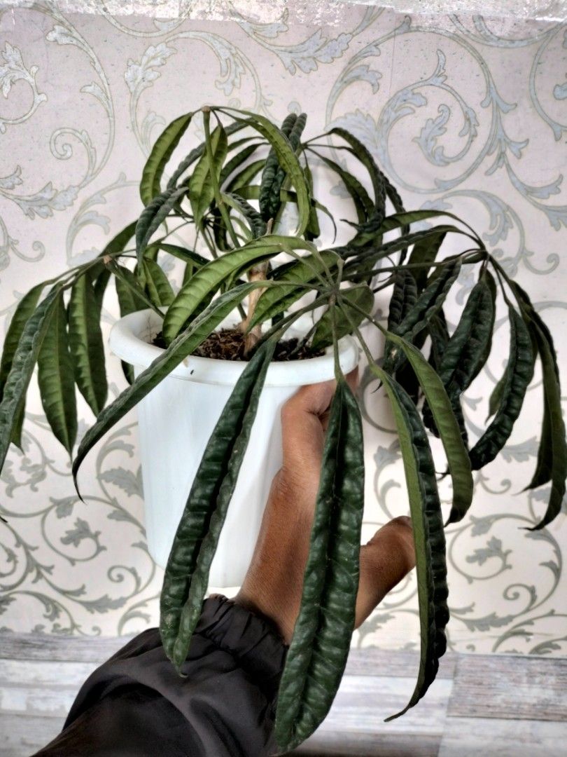 Schefflera Albido-Bracteata, Furniture & Home Living, Gardening, Plants ...