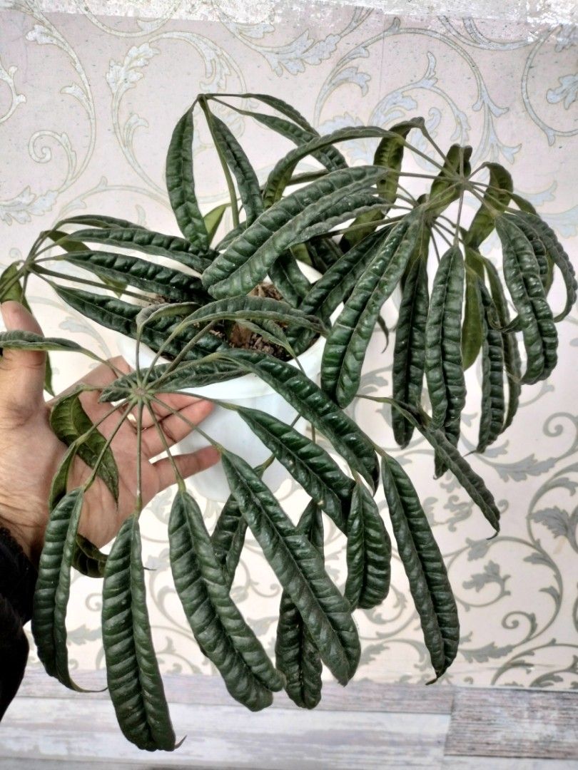 Schefflera Albido-Bracteata, Furniture & Home Living, Gardening, Plants ...