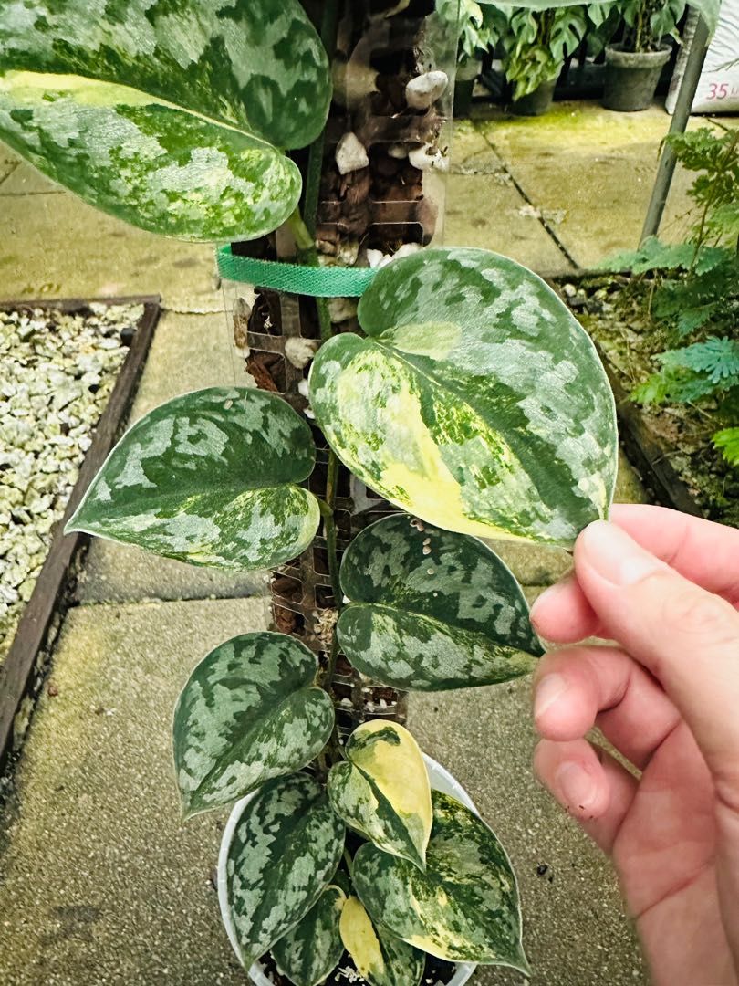 Scindapsus Exotica Geurlis Aurea Variegated , Furniture & Home Living ...